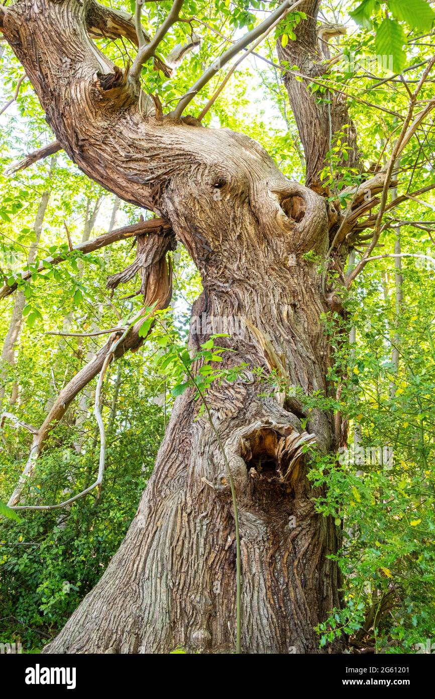 Old chestnut tree hi-res stock photography and images - Alamy