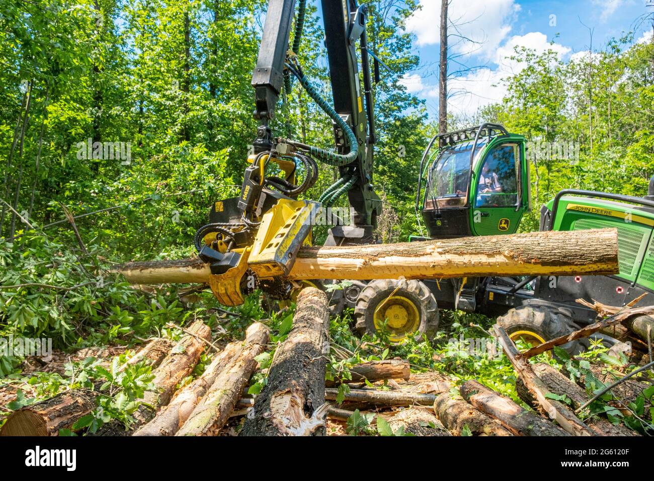 France, Val d'Oise, Montmorency Forest, feller cutting chestnut trees ...