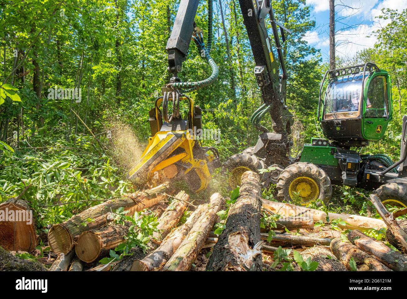 France, Val d'Oise, Montmorency Forest, feller cutting chestnut trees ...