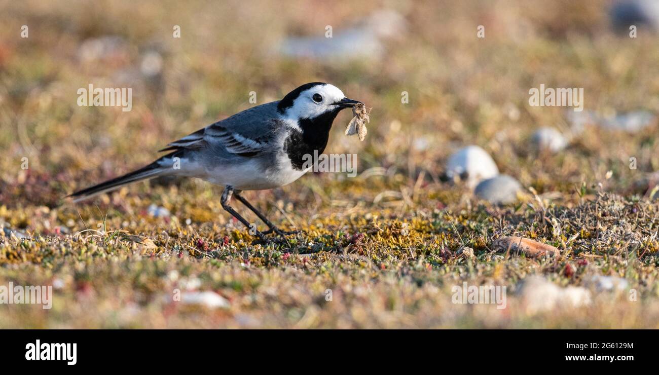 France, Somme (80), Baie de Somme, Cayeux-sur-mer, Le Hâble d'Ault ...