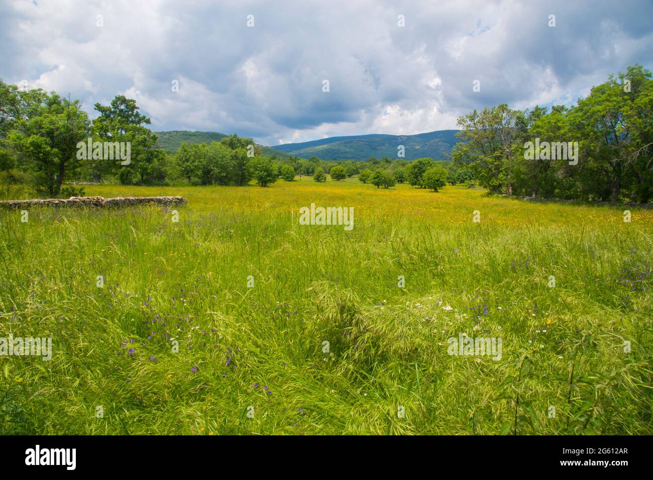 Meadow. Pinilla de Buitrago, Madrid province, Spain Stock Photo - Alamy