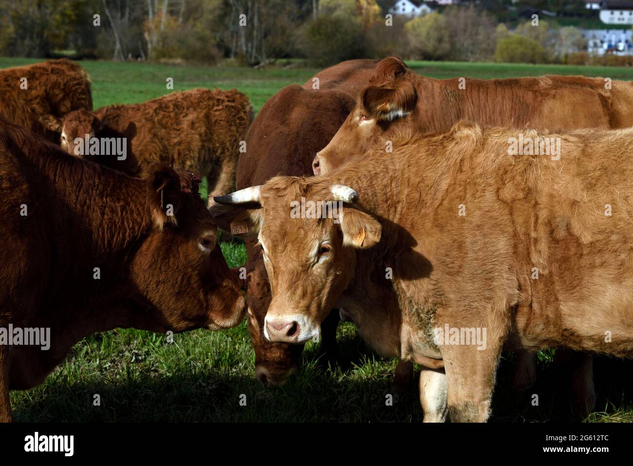 Vosges cattle hi-res stock photography and images - Alamy