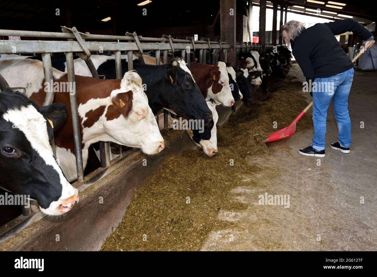 Vosges cattle hi-res stock photography and images - Alamy