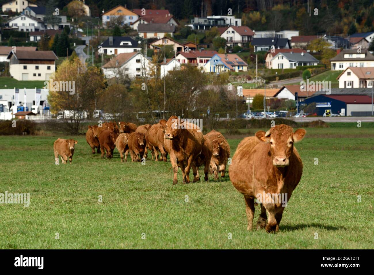 France, Vosges, Vagney, farm, Cremanvillers gaec, cattle, Limousin ...