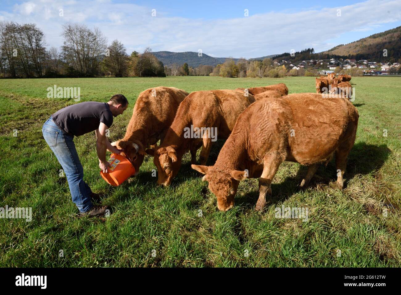 Vosges cattle hi-res stock photography and images - Alamy