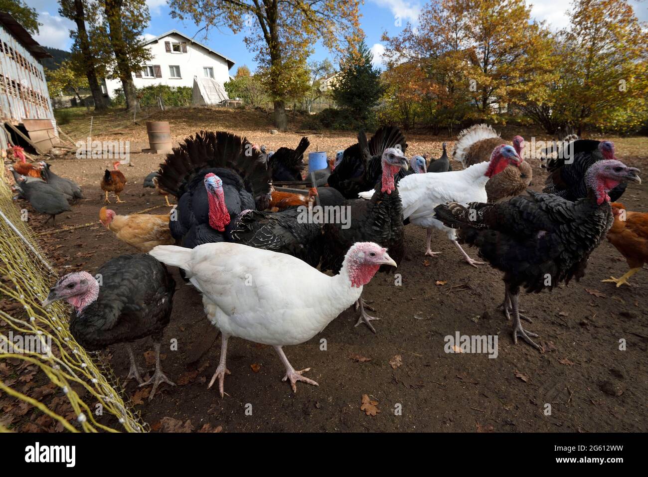 France, Vosges, Vagney, farm, Cremanvillers gaec, guinea fowl, turkeys ...