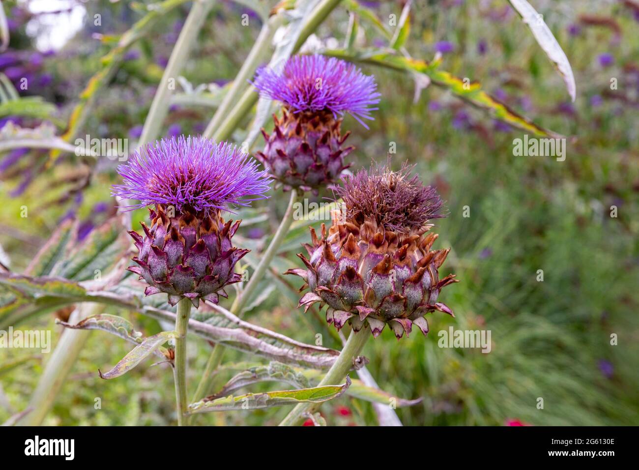France, Ille et Vilaine, Corps Nuds, La Lande aux Pitois, Rocambole ...