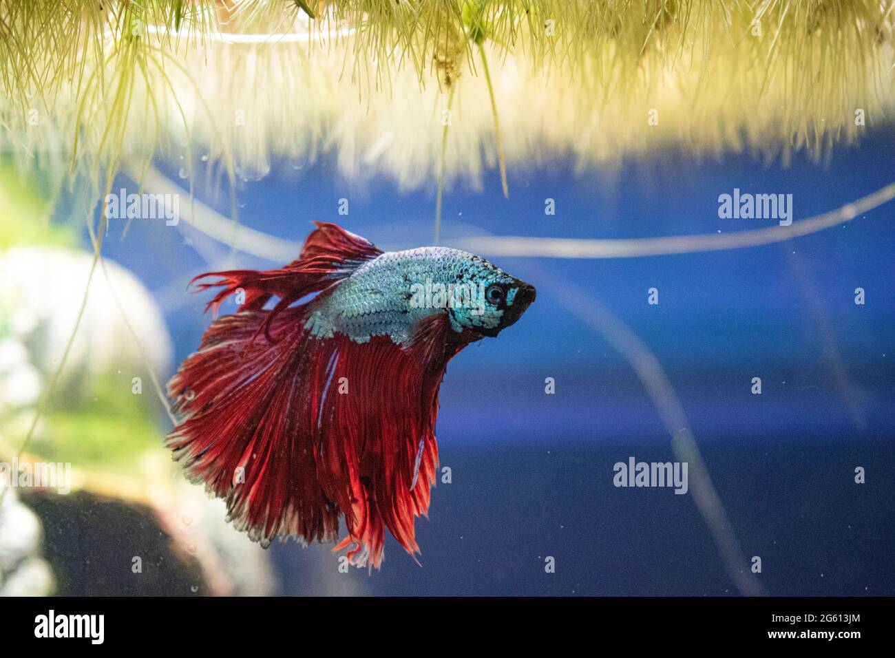 Blue Dragon Betta Fish