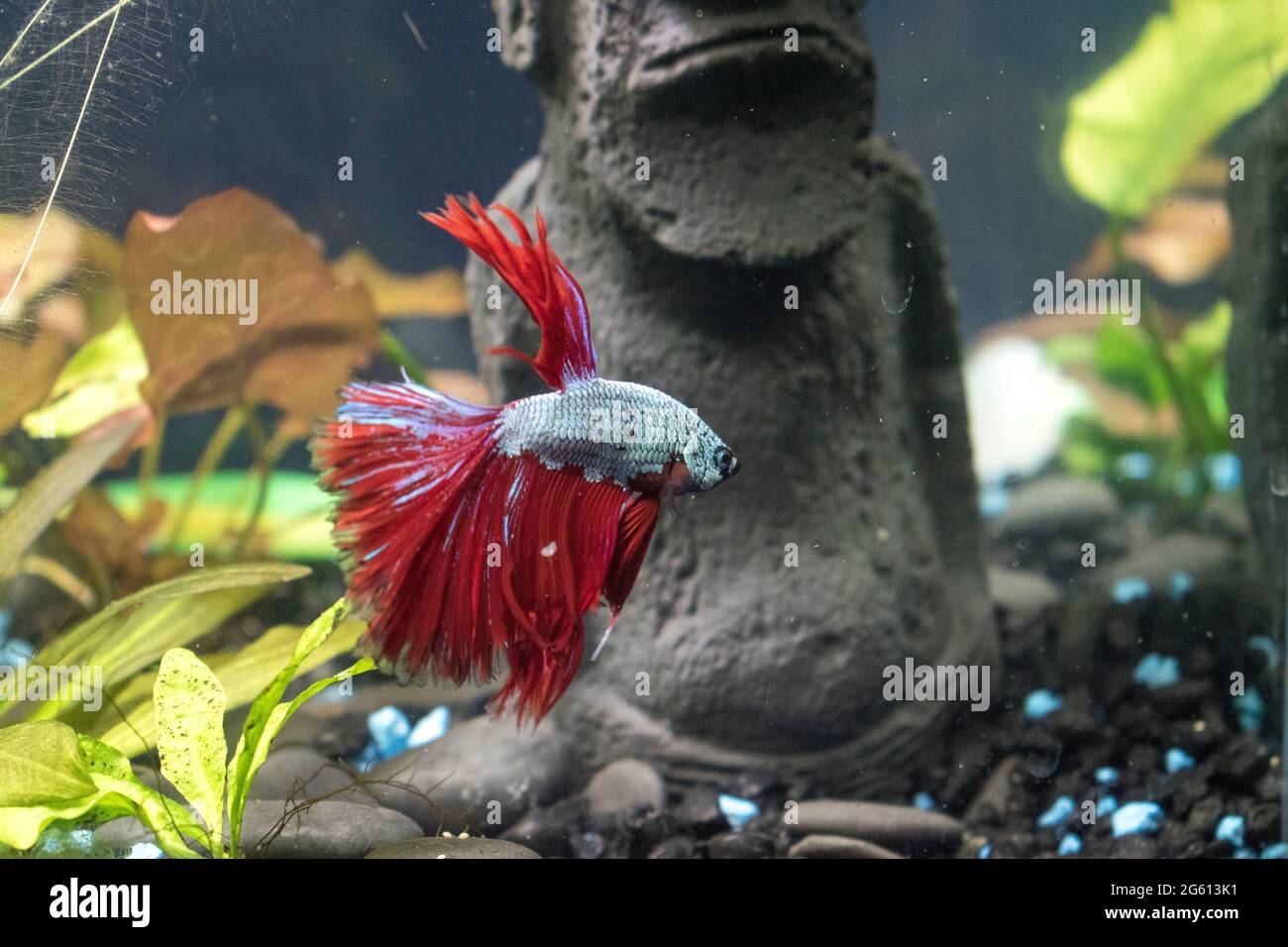 Deep red Dragon Betta fish with a teal body, in-home aquarium. Swimming ...