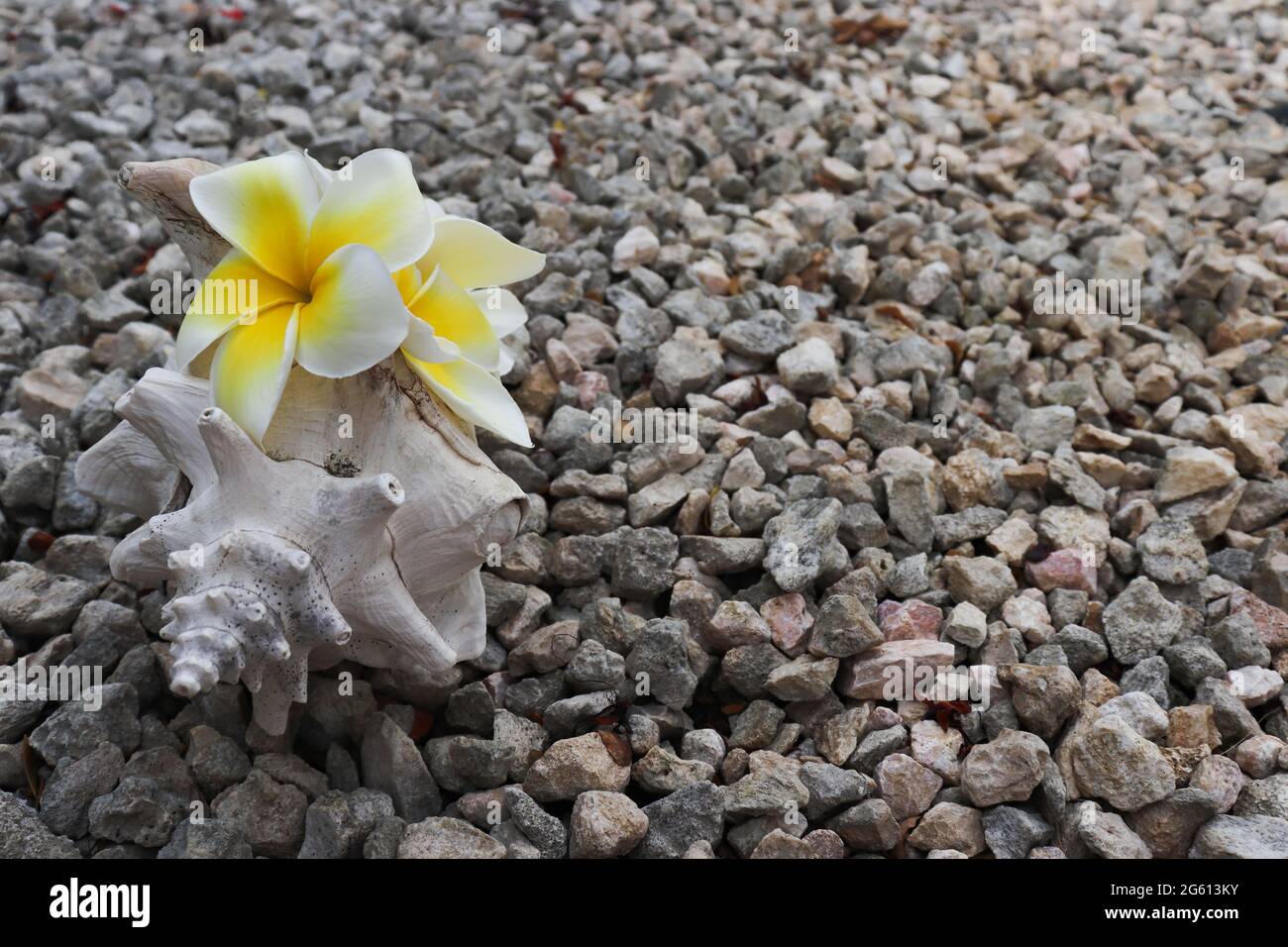 Garden path from pebble with seashell and tropical flowers on it Stock ...