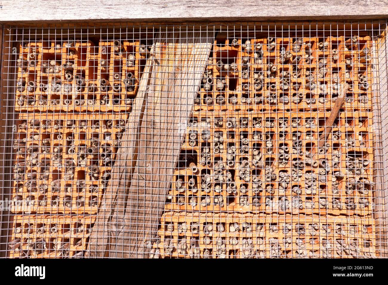 Ground dwelling insects hi-res stock photography and images - Alamy