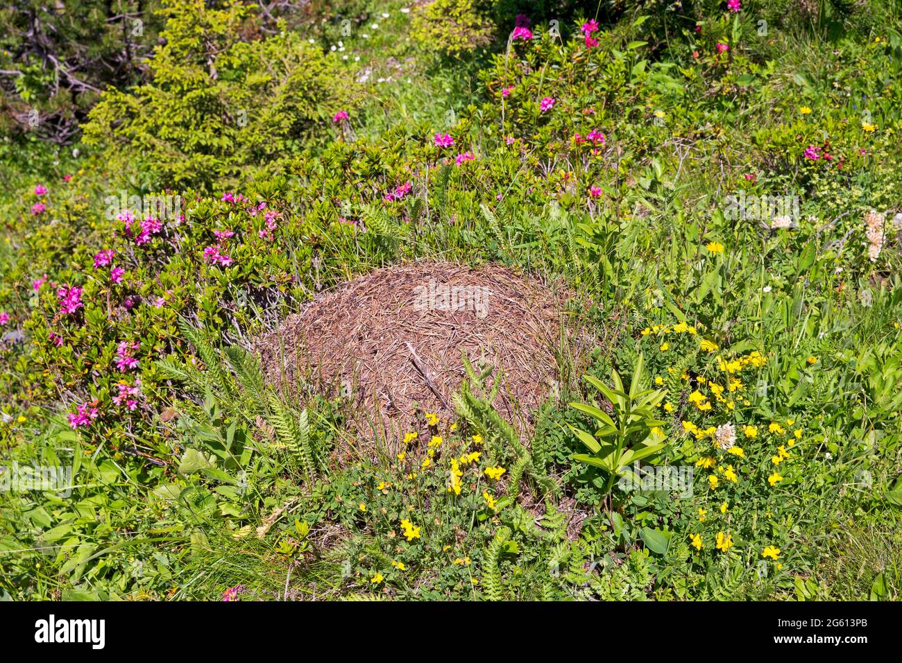 France, Savoie, Champagny-en-Vanoise, Alpine glade with a nest of ...