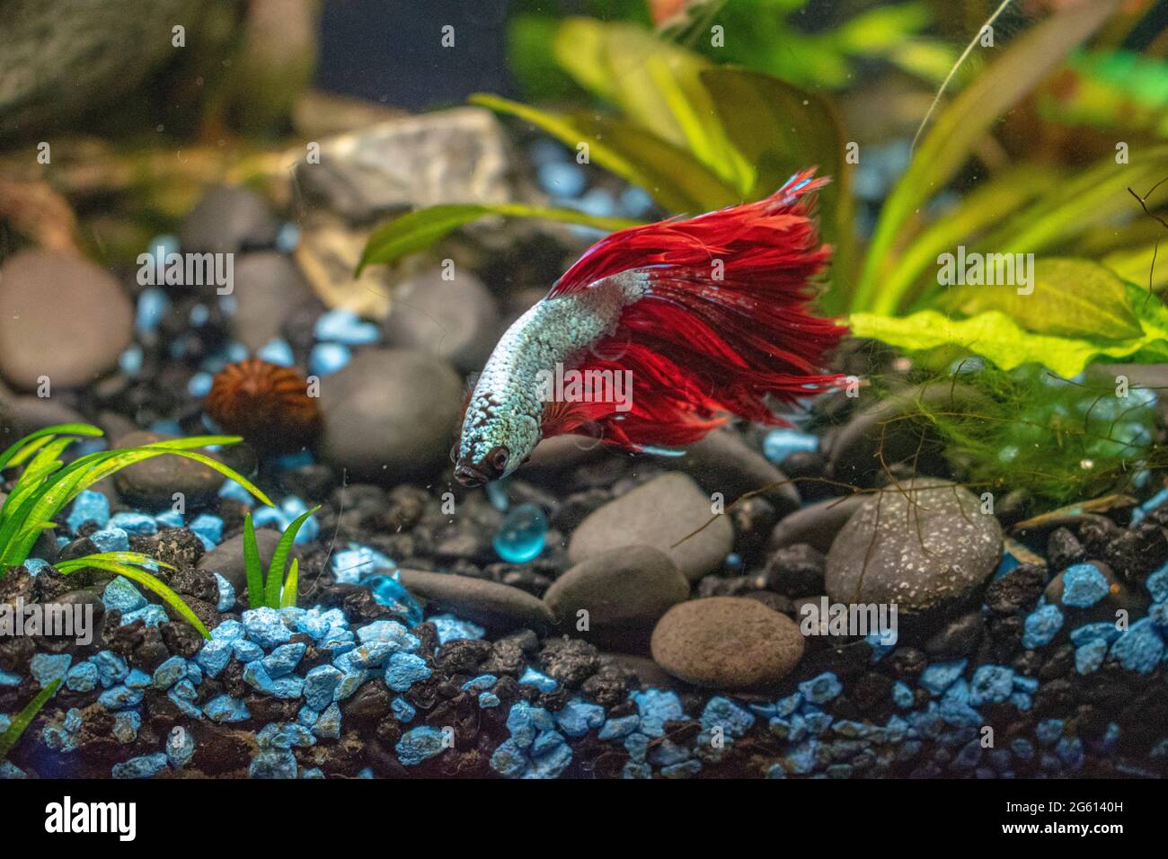 Deep red Dragon Betta fish with a teal body, in-home aquarium. Swimming ...