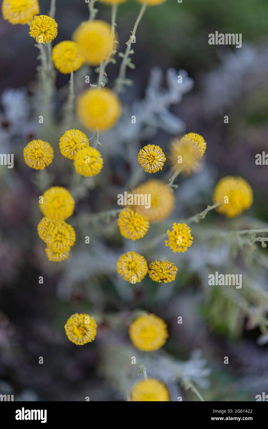 Lavender cotton santolina chamaecyparissus hi-res stock photography and ...