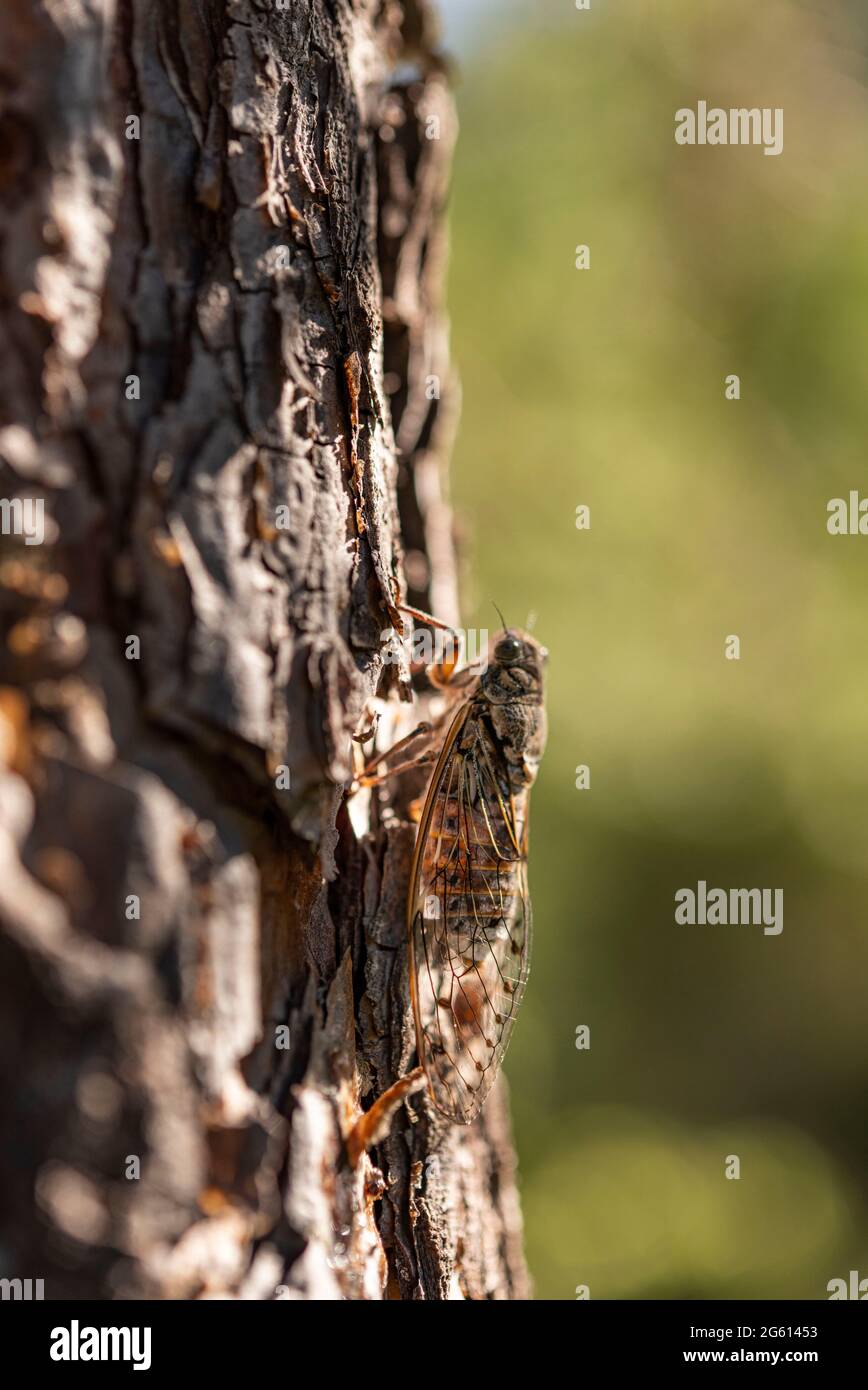 Cicadas cicadidae hi-res stock photography and images - Alamy
