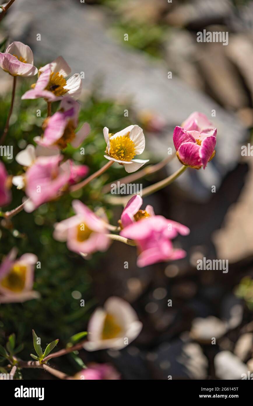 Ranunculus alpes hi-res stock photography and images - Alamy