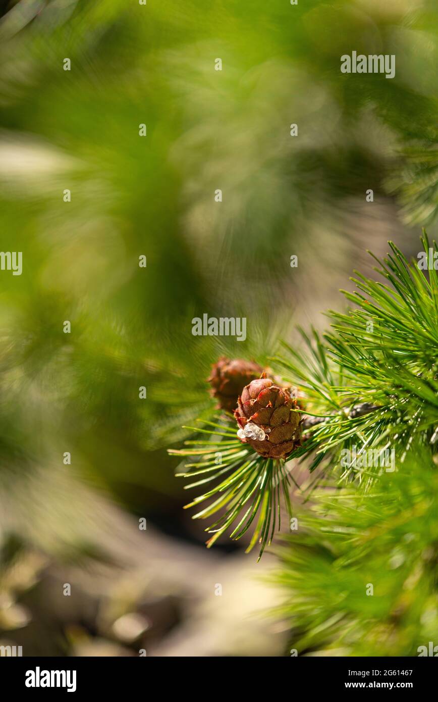 France, Alpes maritimes, Mercantour mountain range, Var high valley ...