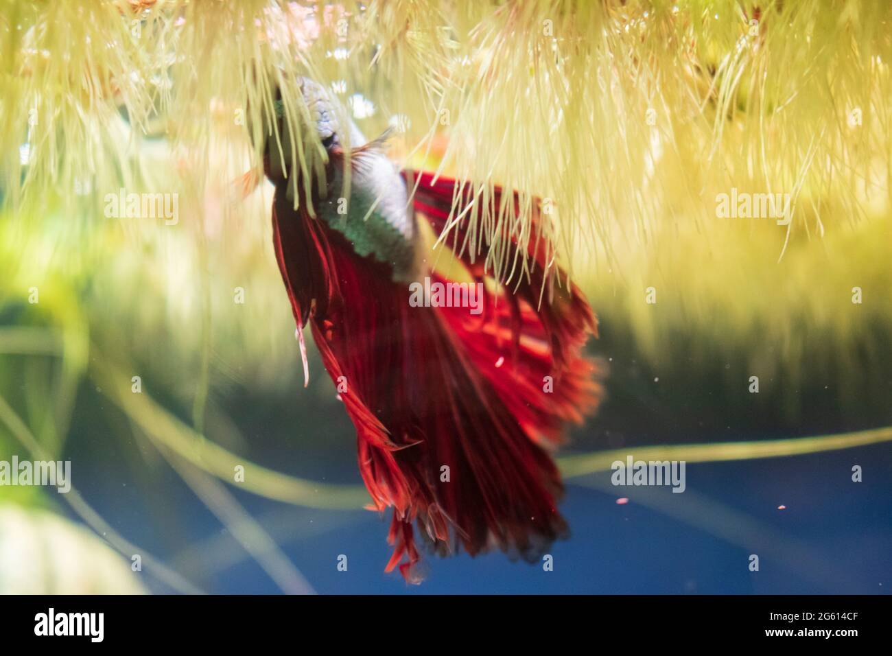 Deep red Dragon Betta fish with a teal body, in-home aquarium. Swimming ...