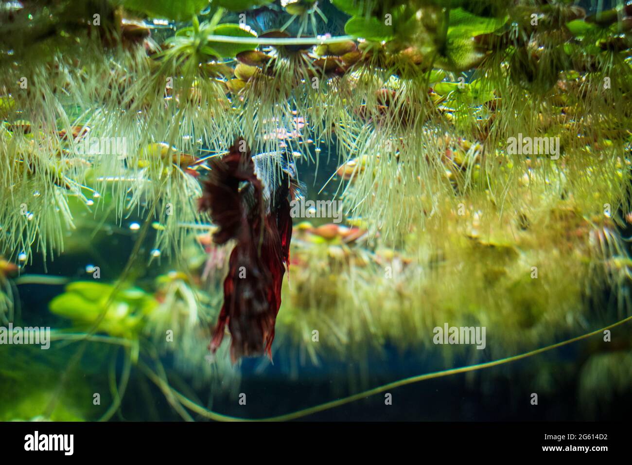Deep red Dragon Betta fish with a teal body, in-home aquarium. Swimming ...