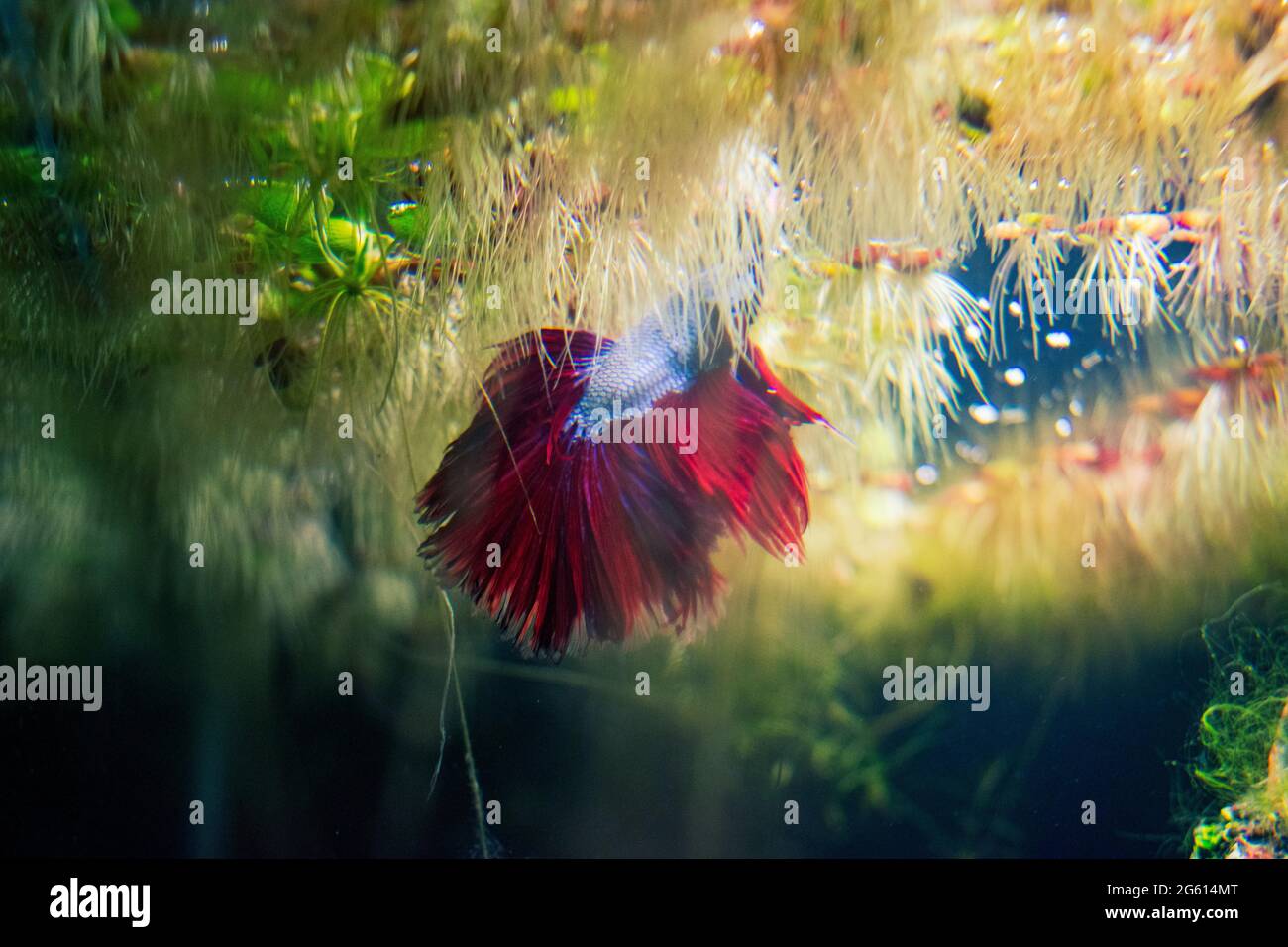 Deep red Dragon Betta fish with a teal body, in-home aquarium. Swimming ...