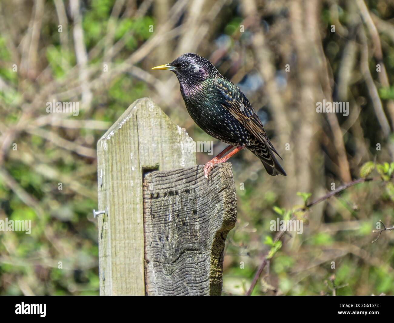 Wildlife starling hi-res stock photography and images - Alamy