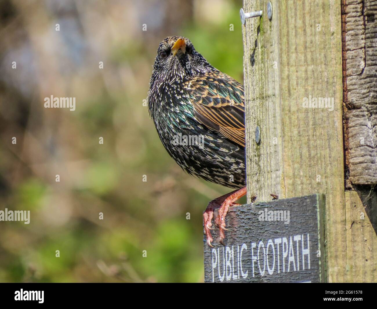 Wildlife starling hi-res stock photography and images - Alamy