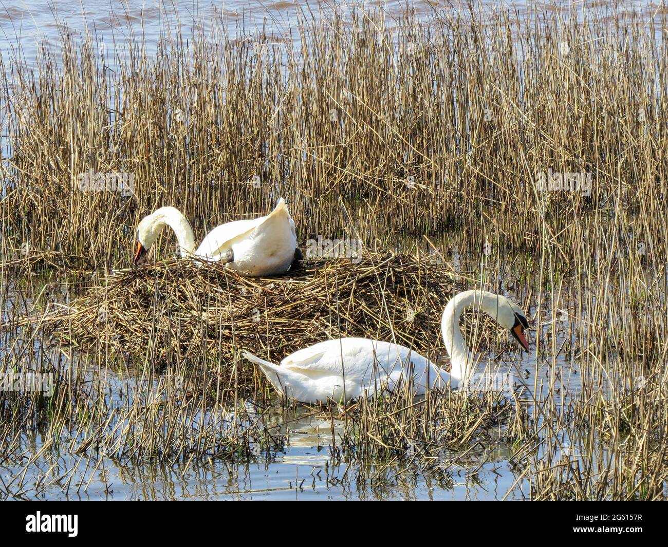 Ready For Breeding High Resolution Stock Photography and Images - Alamy