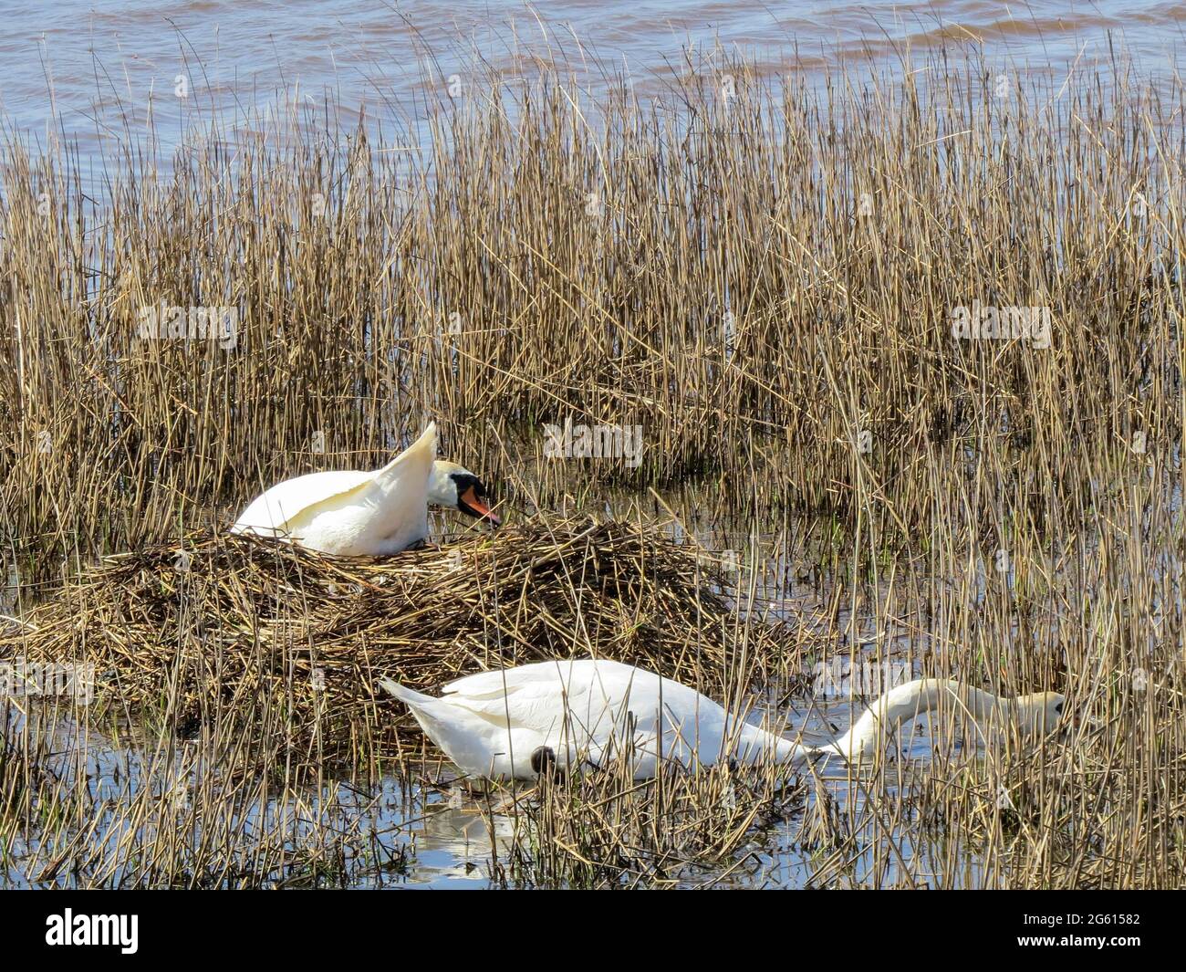 Ready for breeding hi-res stock photography and images - Alamy