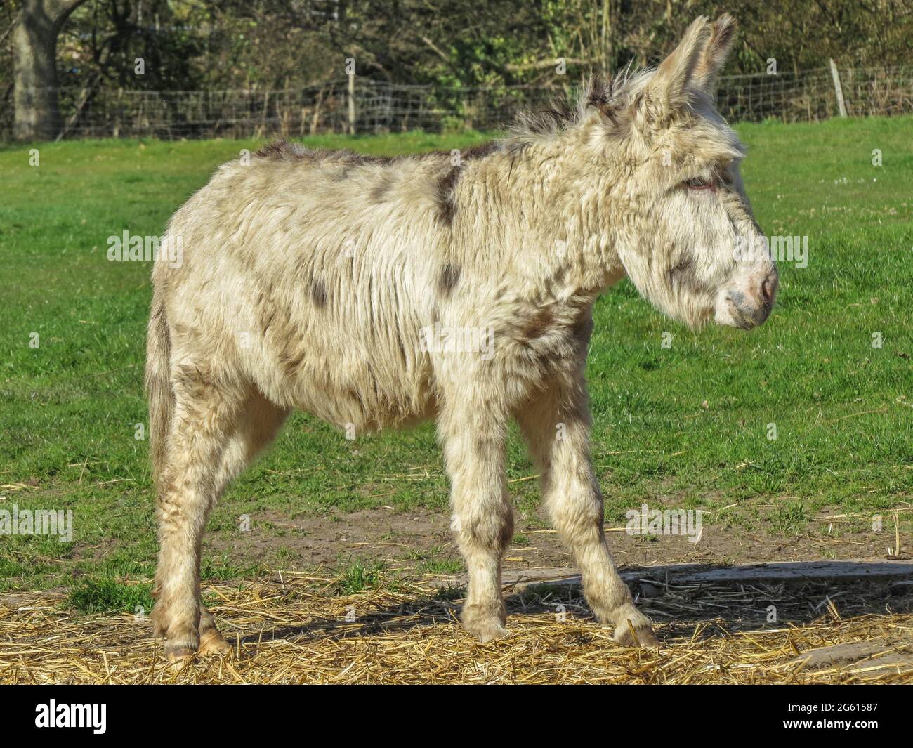 cute fluffy donkey enjoying the spring sunshine Stock Photo - Alamy