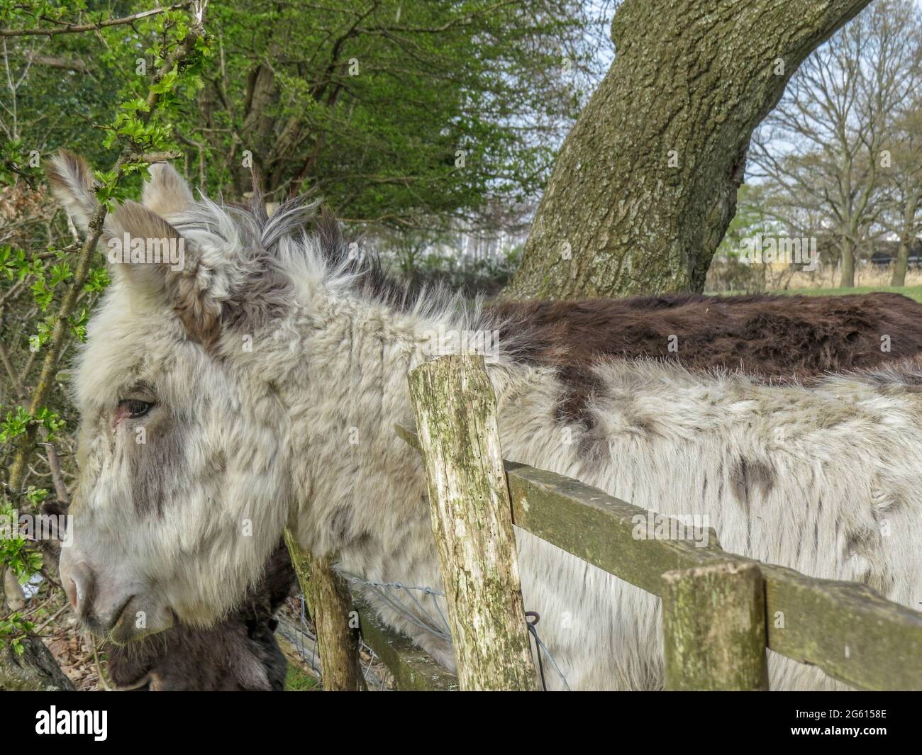 beautiful fluffy donkey looking over the fence Stock Photo - Alamy