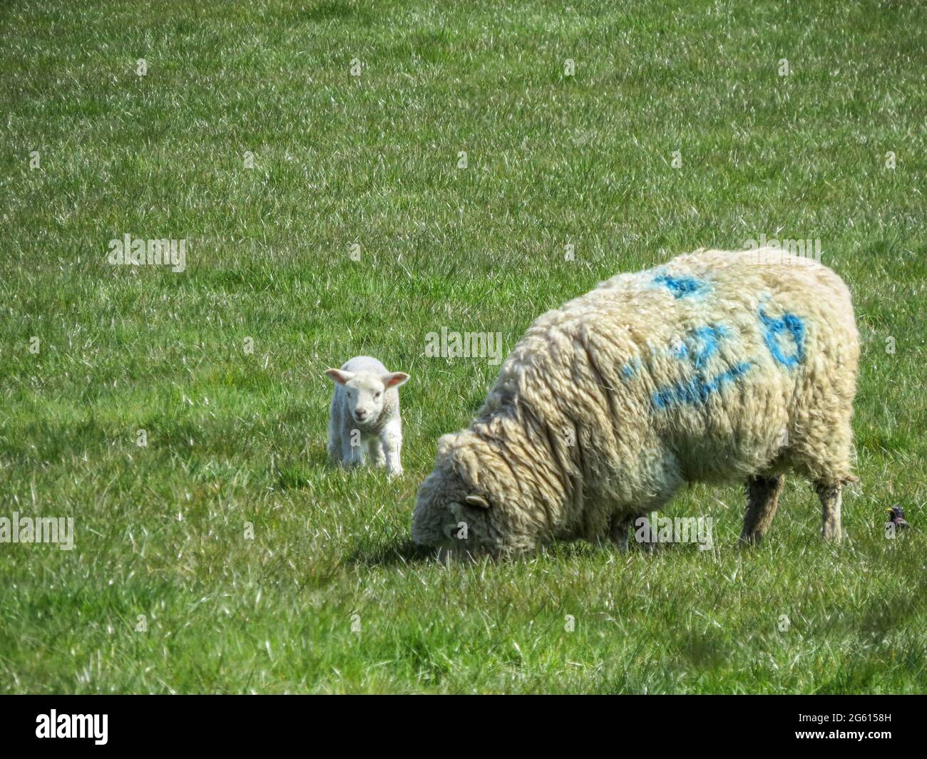 cute lamb in the meadow with ewe Stock Photo - Alamy