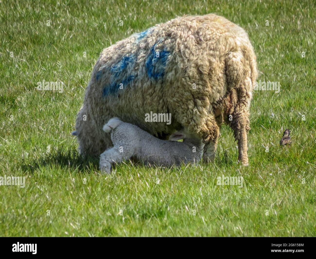 lamb feeding from his mother ewe Stock Photo - Alamy