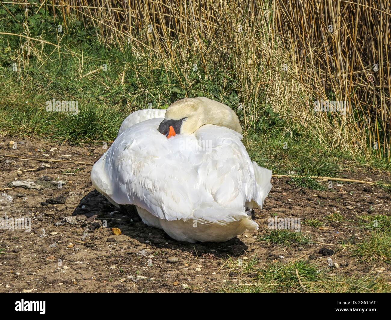Swan sleeping hi-res stock photography and images - Alamy