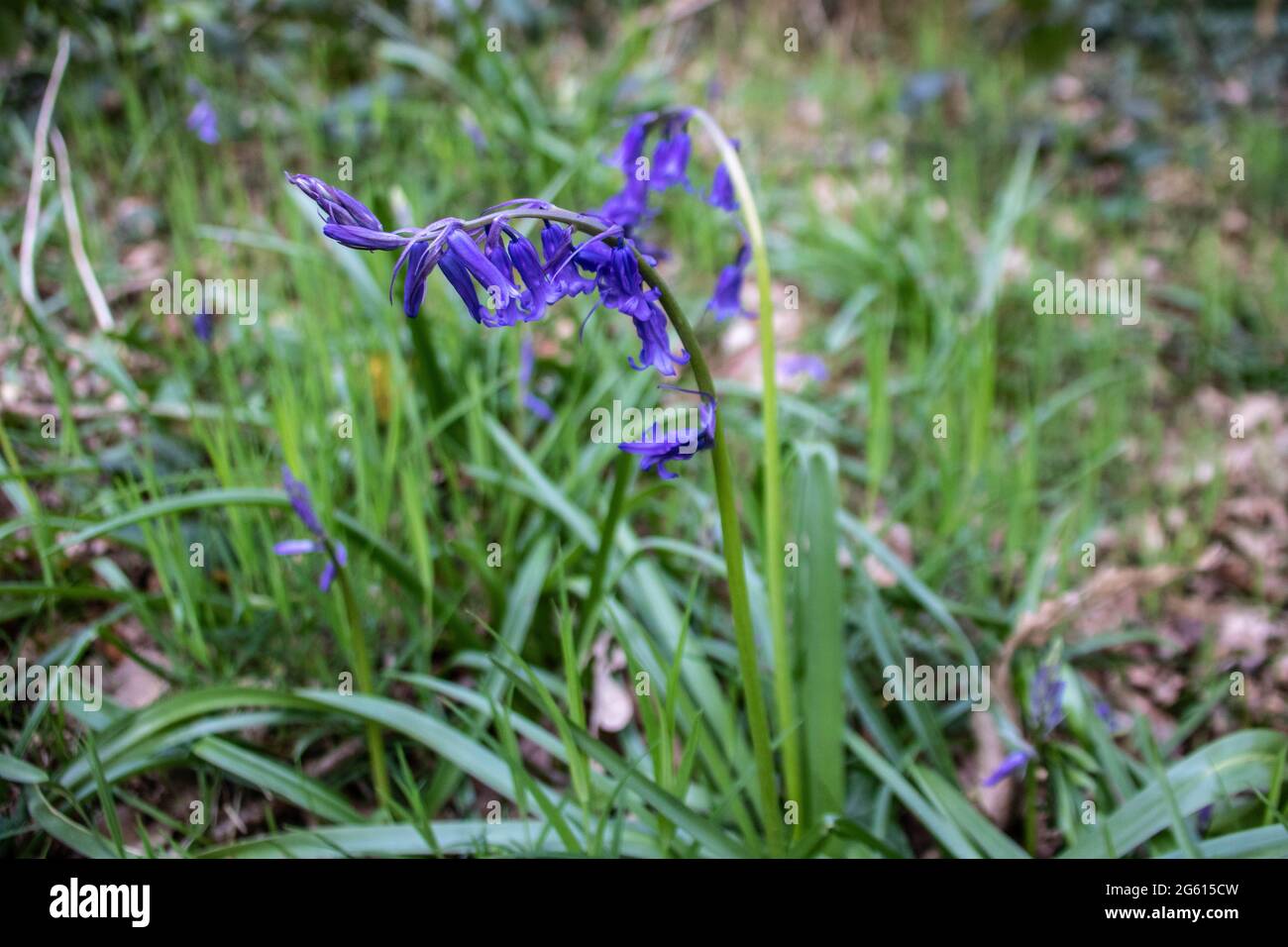 beautiful vibrant bluebells in the spring sunshine Stock Photo - Alamy