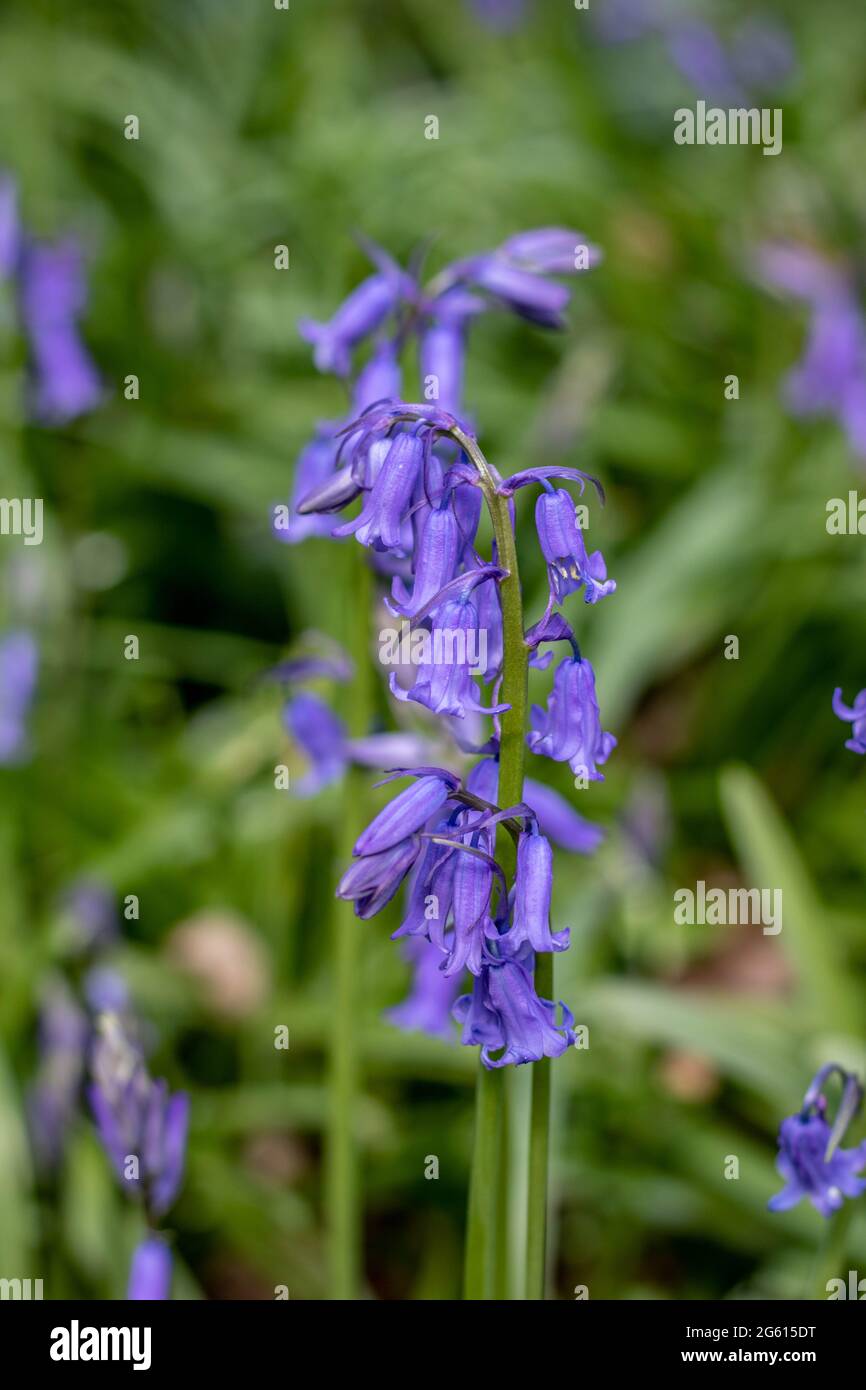 beautiful vibrant bluebells in the spring sunshine Stock Photo - Alamy
