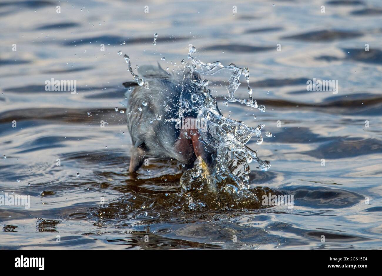 Fishing in shallow water hi-res stock photography and images - Alamy