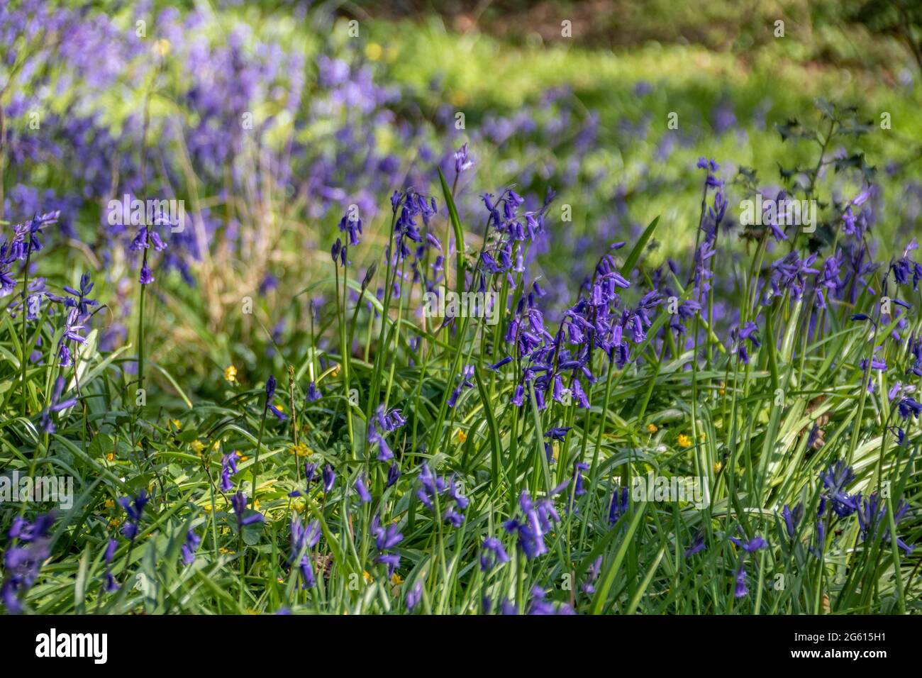 beautiful bluebells in the spring sunshine Stock Photo - Alamy