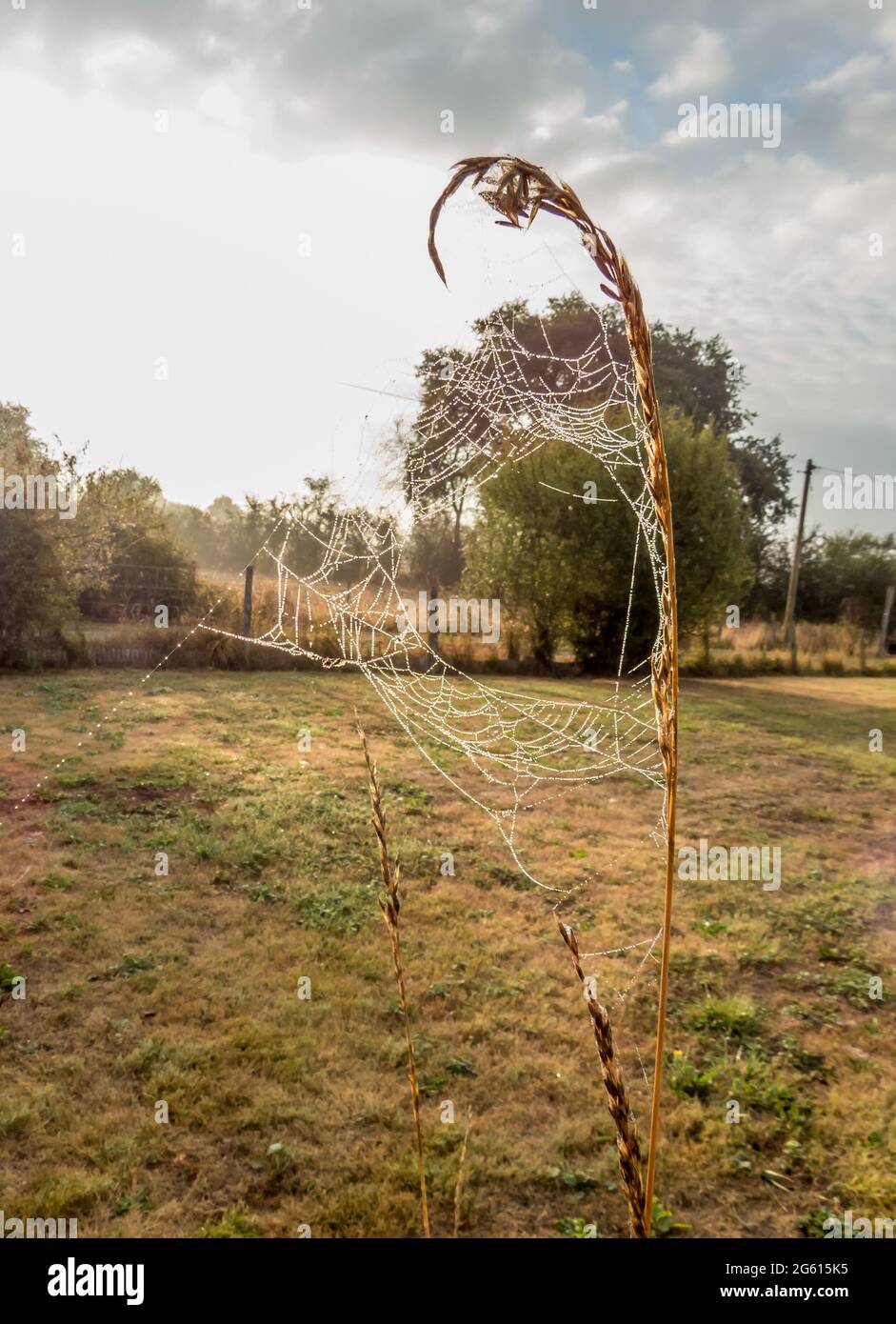 Spiders web texture hi-res stock photography and images - Alamy