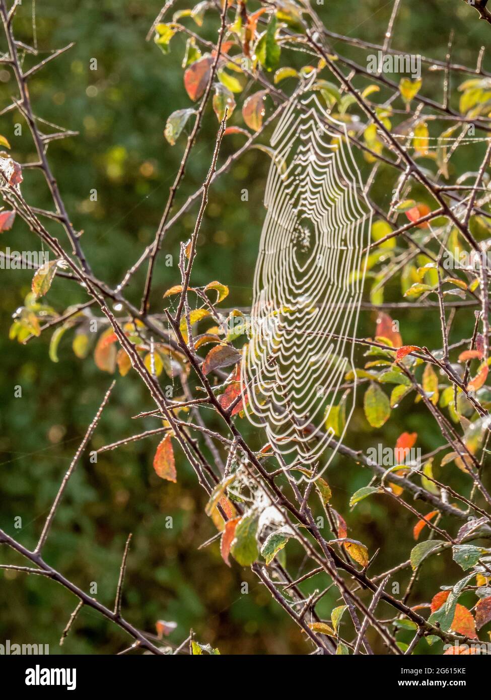 intricate spiders web suspended in the hedgerow Stock Photo - Alamy