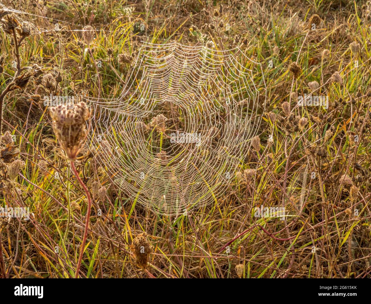 A spider web, spiderweb, spider's web, or cobweb is a structure created ...