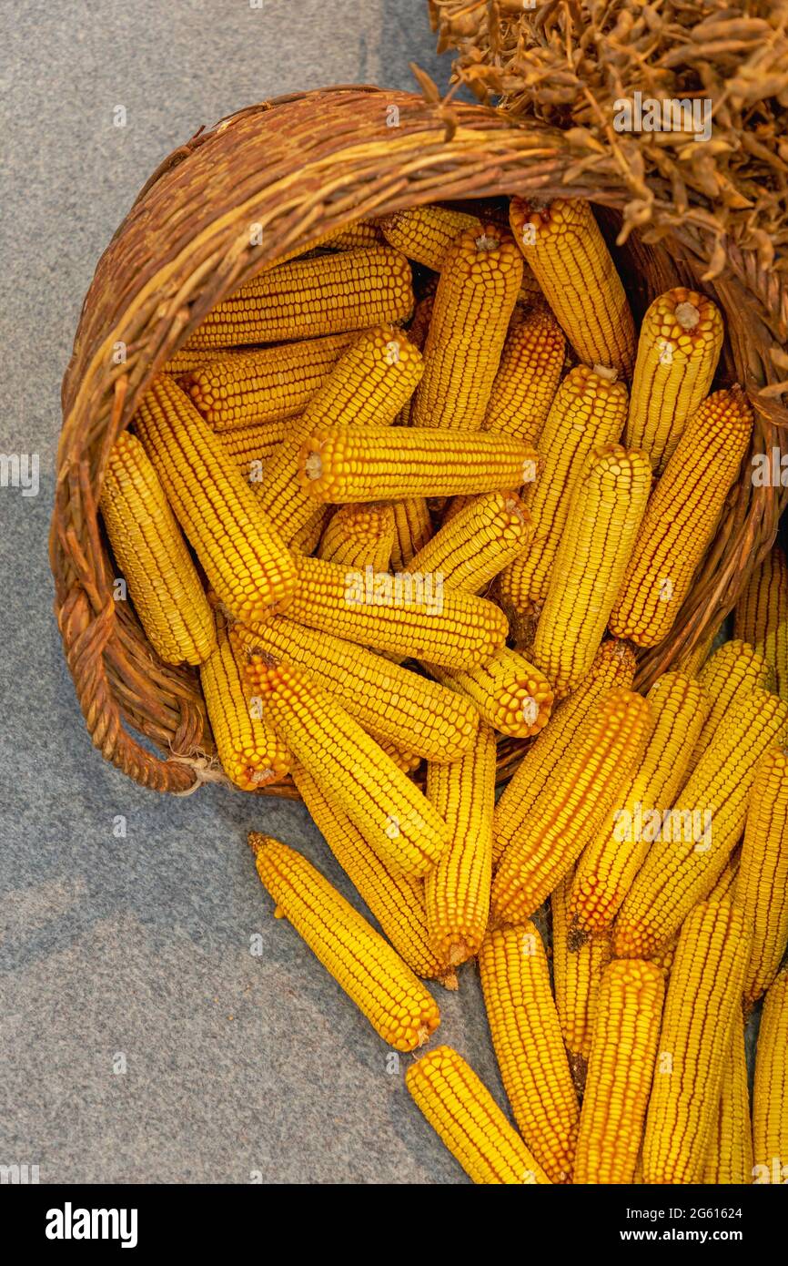 Yellow Maize Corn Cob Ears in Basket Stock Photo - Alamy
