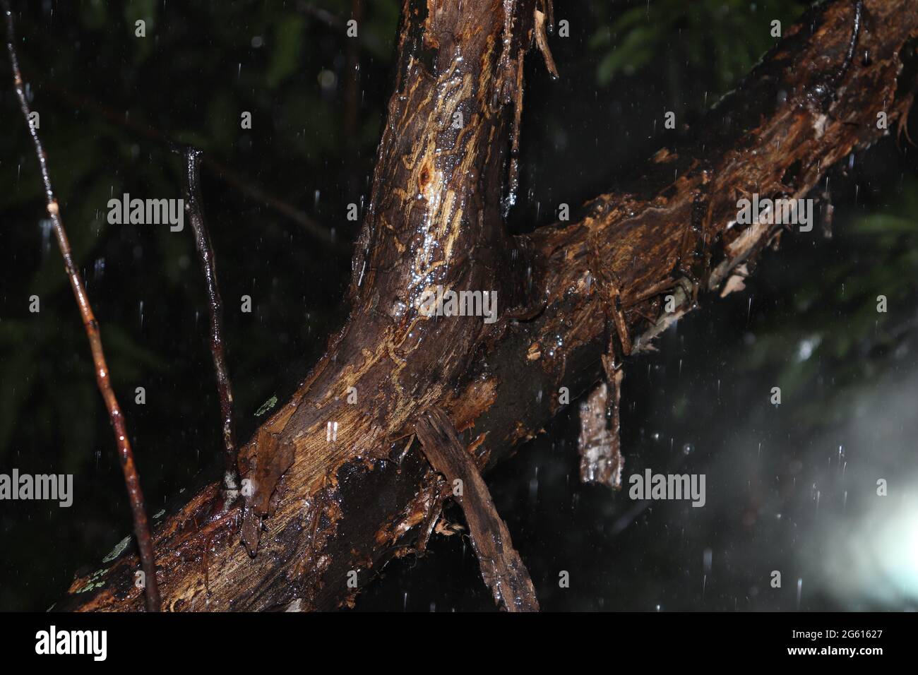 Rain tree nature hi-res stock photography and images - Alamy