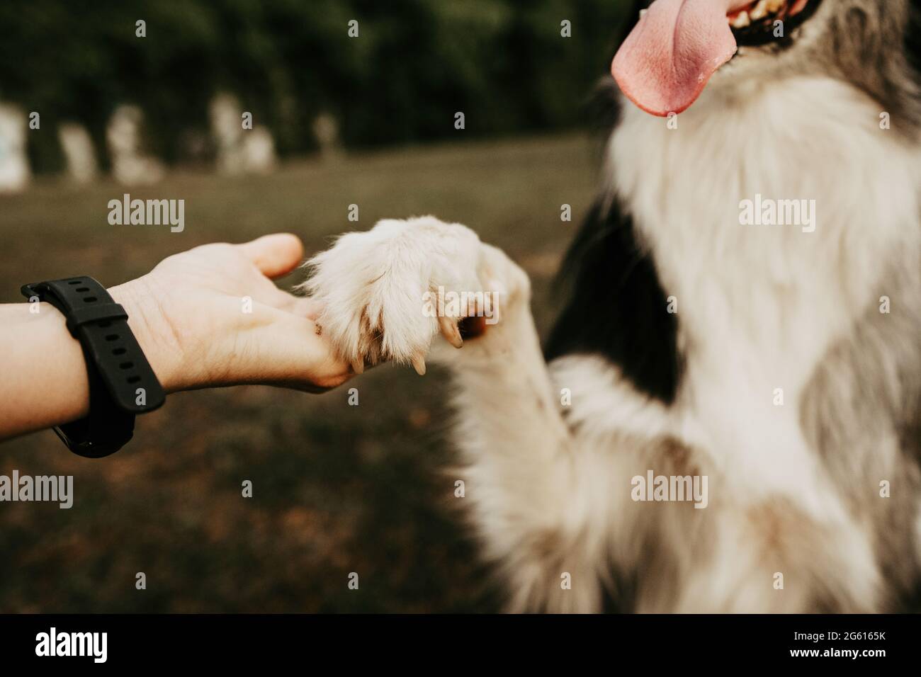 Female hand holding dog's paw on blurred background. Friendship love ...