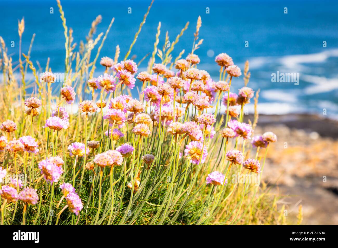 Coastal wildflowers britain hi-res stock photography and images - Alamy