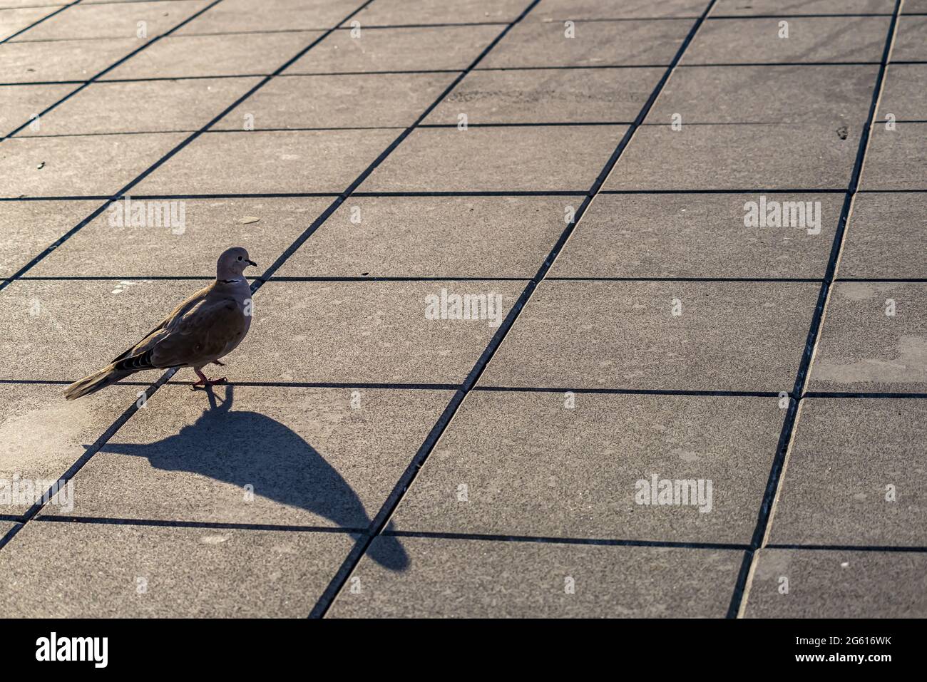 Closeup of a pigeon walking on the streets during daylight Stock Photo ...