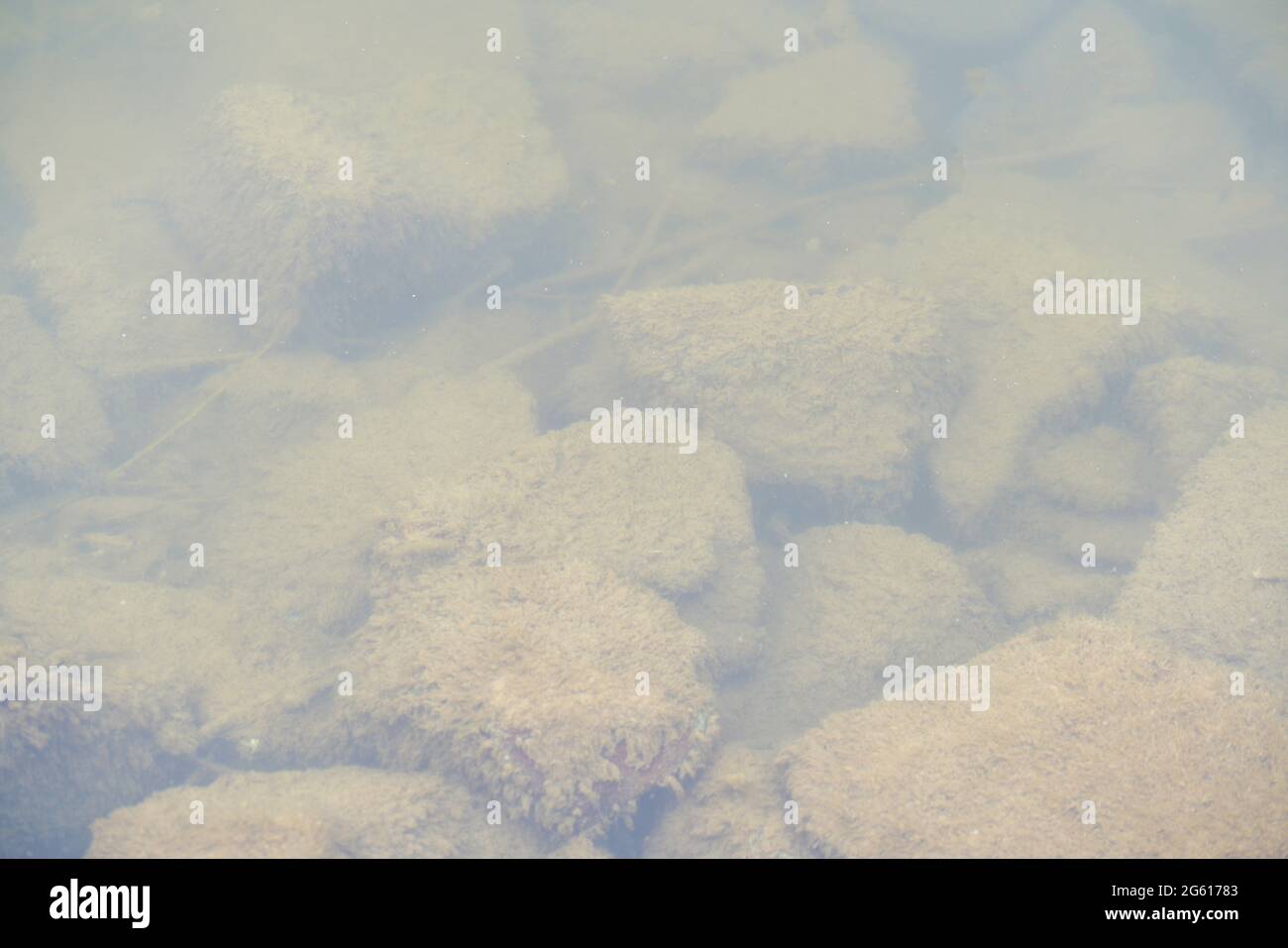 Organic and mineral structure of plants and soil containing humus in ...
