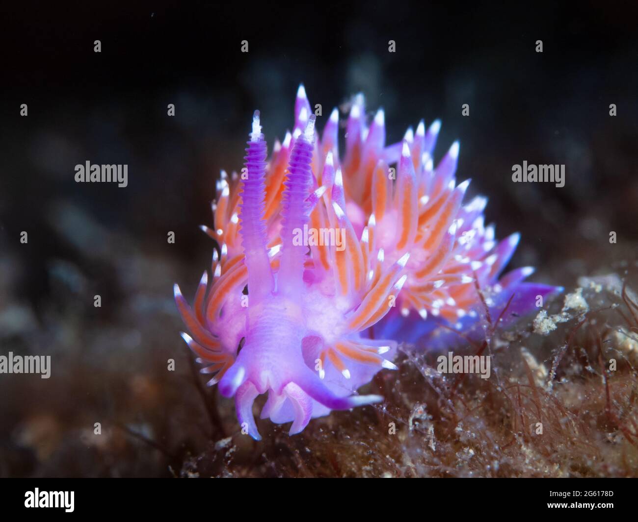 Purple Sea Slug