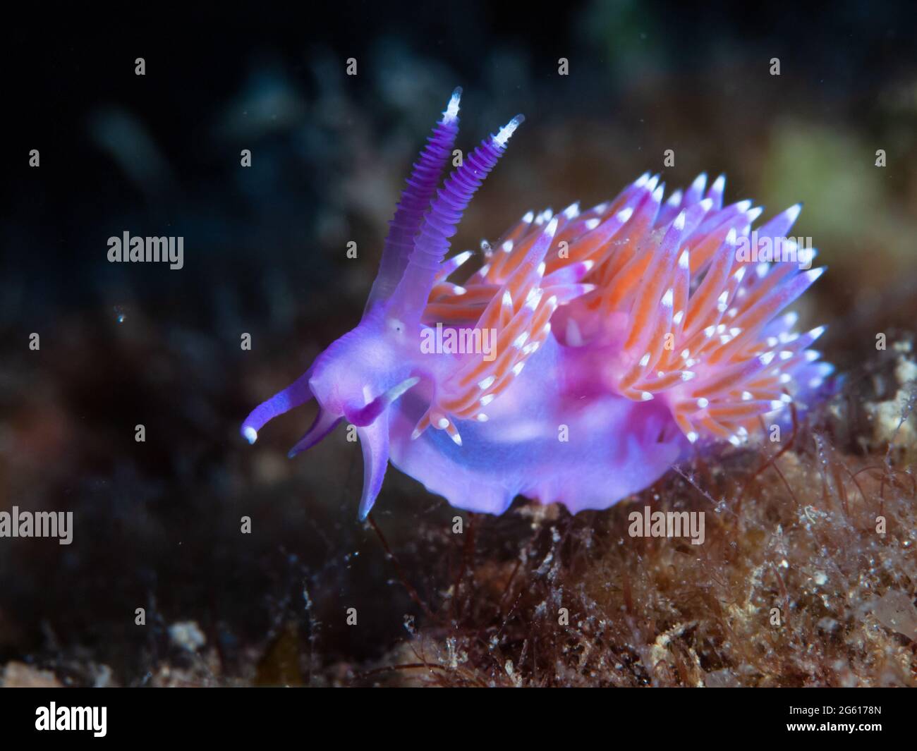 Flabellina hi-res stock photography and images - Alamy
