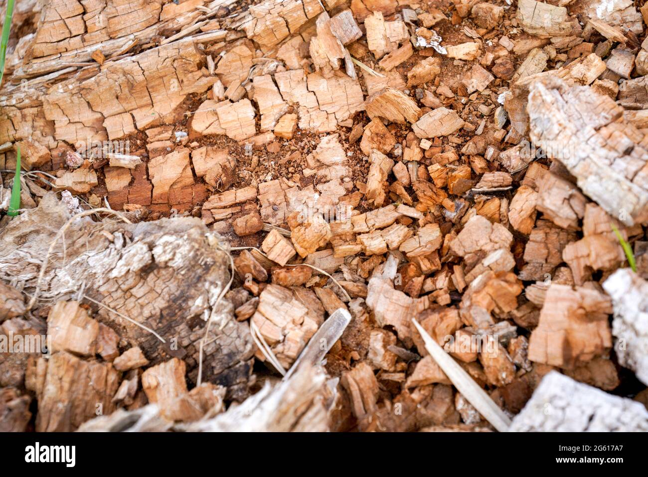 Organic and mineral structure of plants and soil containing humus in ...