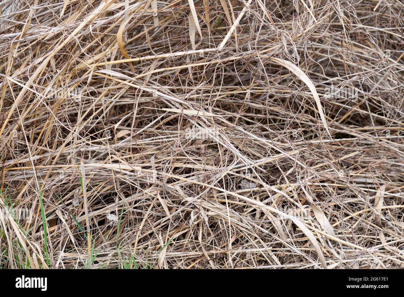 Organic and mineral structure of plants and soil containing humus in ...
